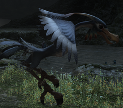 Arbor Buzzard - Final Fantasy XIV A Realm Reborn Wiki - FFXIV / FF14 ...